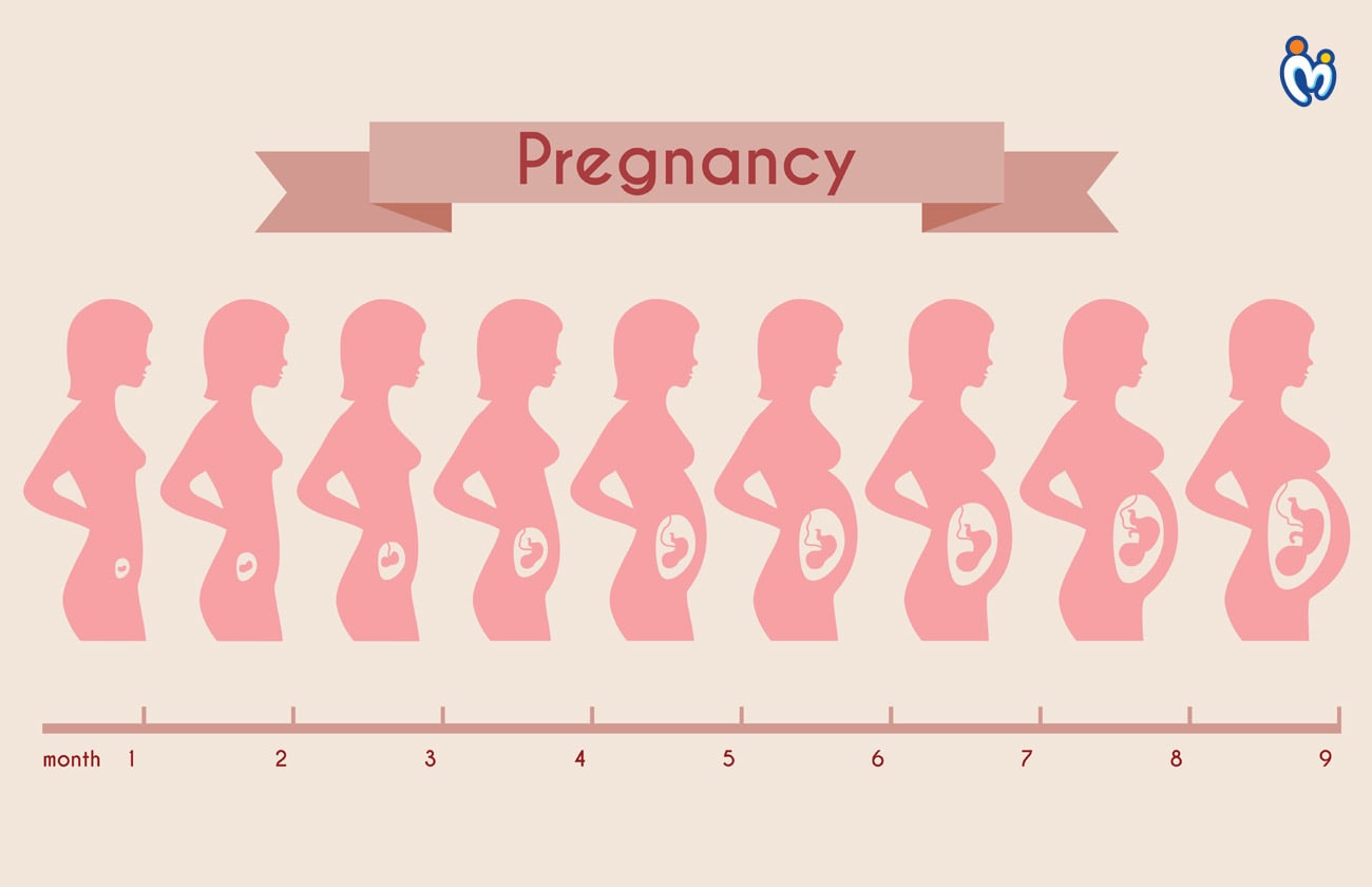 Pregnancy Stages: Trimester Guide for New Mothers